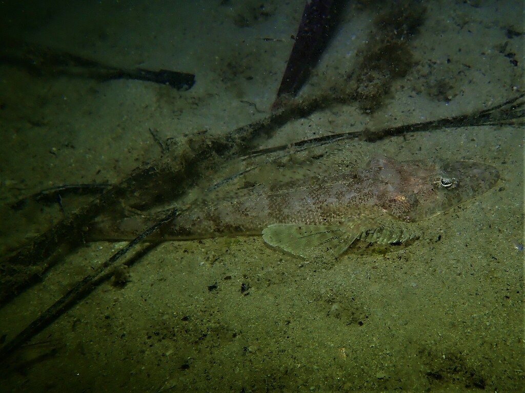 Rusty Flathead from Wreck Trail, Rockingham, WA, Australia on July 25 ...