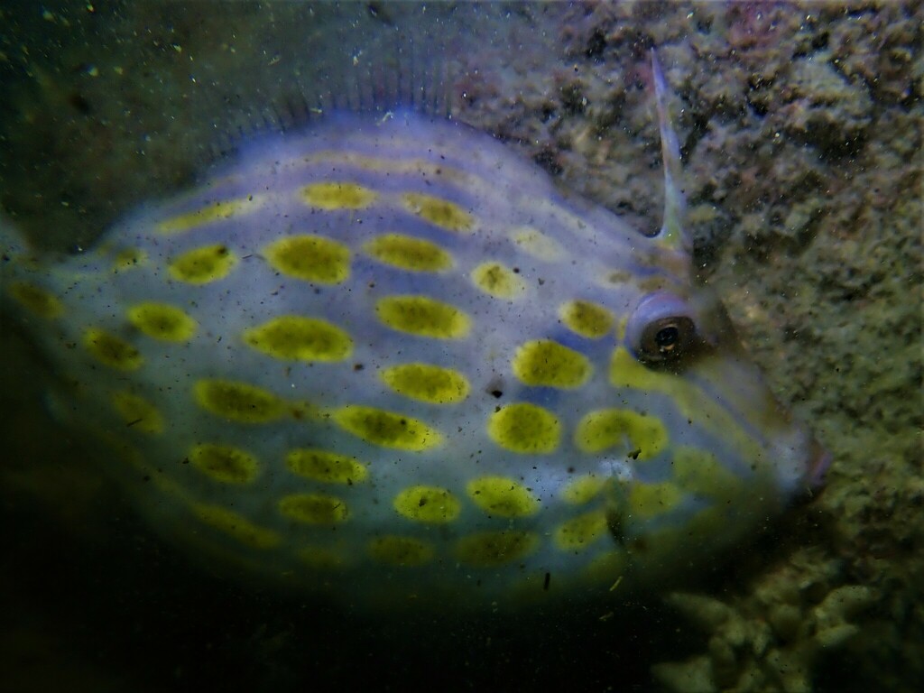 Mosaic Leatherjacket from Wreck Trail, Rockingham, WA, Australia on ...