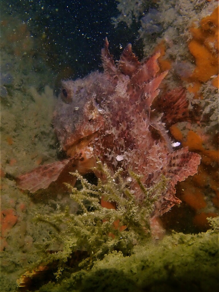 Western Red Scorpionfish from Wreck Trail, Rockingham, WA, Australia on ...