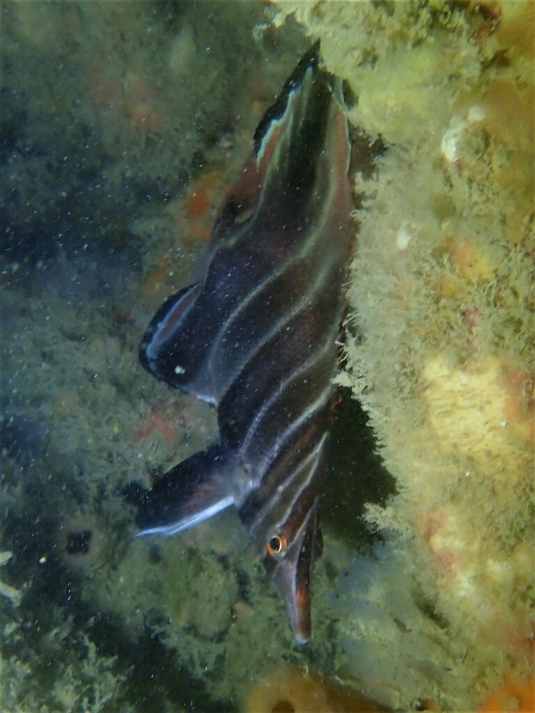 Western Talma from Wreck Trail, Rockingham, WA, Australia on July 25 ...