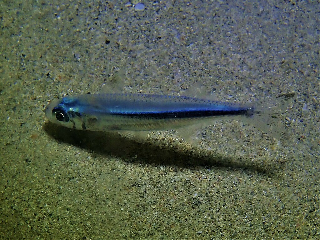 Common Hardyhead from Wreck Trail, Rockingham, WA, Australia on July 25 ...