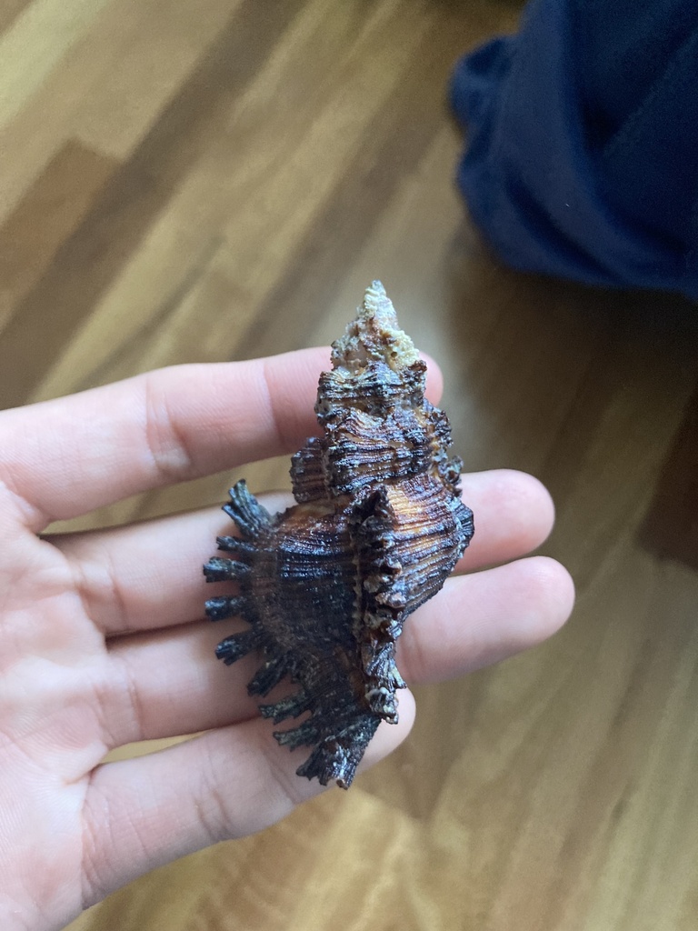 firebrand murex from Gantheaume Bay, Minyirr, WA, AU on July 16, 2023 ...