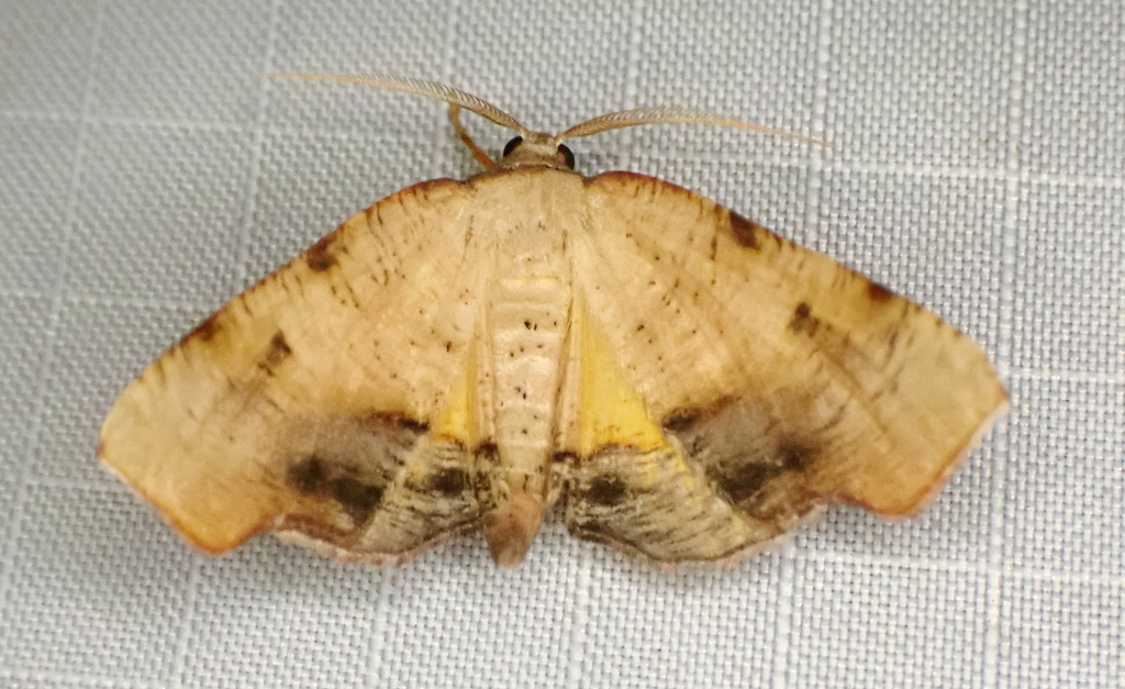 Fervid Plagodis Moth from Chesterfield County, VA, USA on July 26, 2023 ...