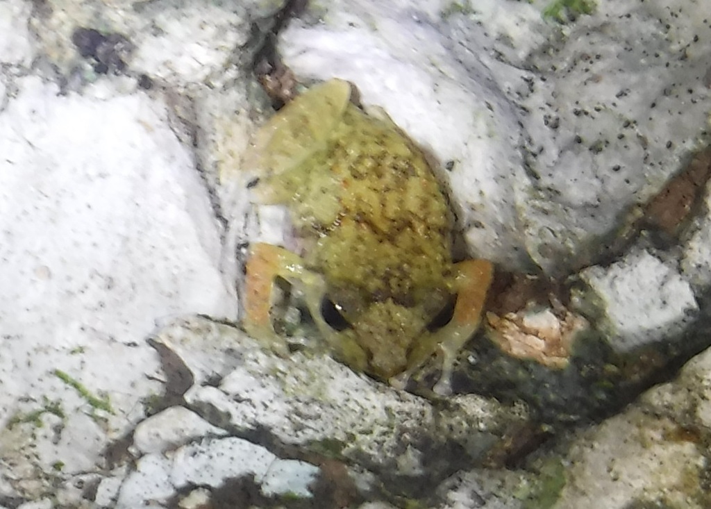 Eleutherodactylus glaphycompus in January 2019 by Martin Reith ...