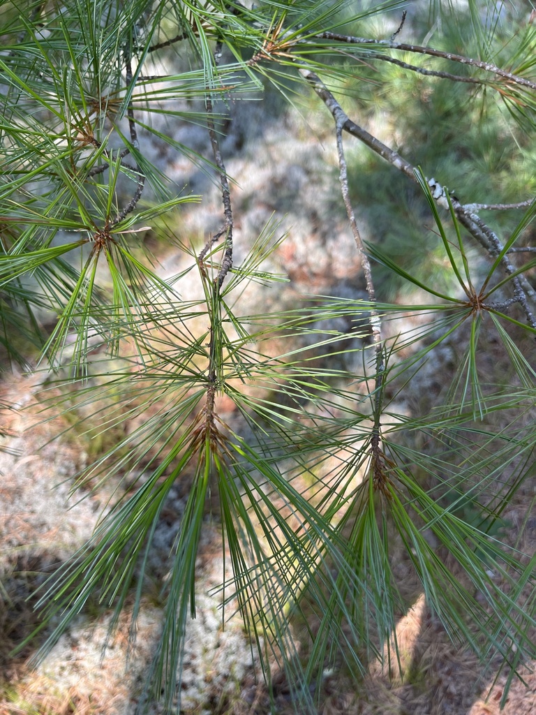 eastern white pine from Cape Cod National Seashore, Wellfleet, MA, US ...