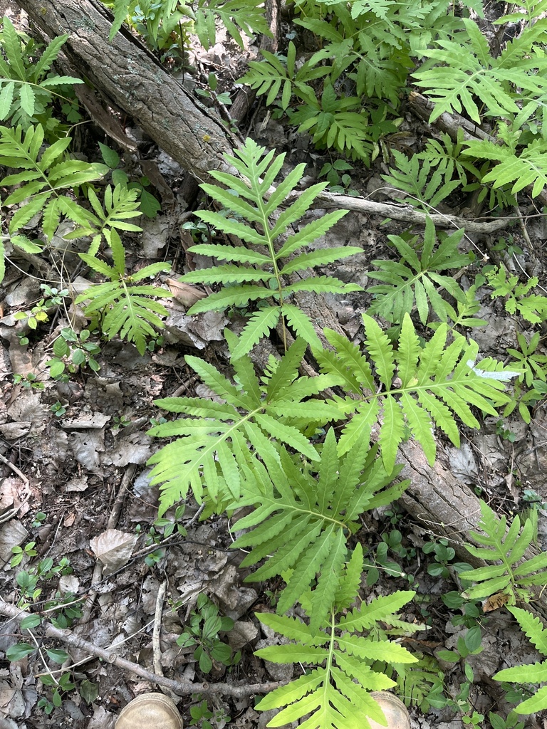 sensitive fern from S Gibraltar Rd, Gibraltar, MI, US on July 26, 2023 ...