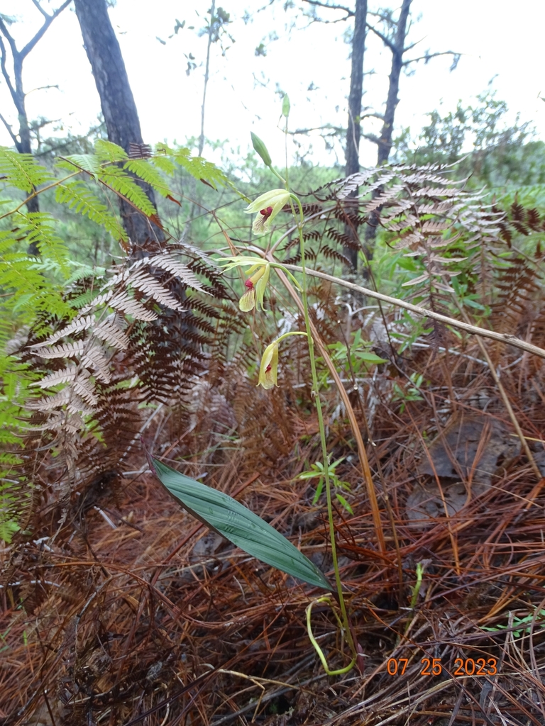 Bletia roezlii from 46993 Jal., México on July 25, 2023 at 05:13 PM by ...