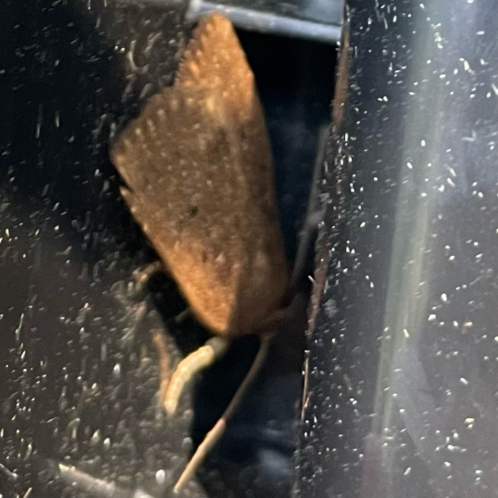 Mouse Moth from Peterborough on July 22, 2023 at 10:28 AM by ...