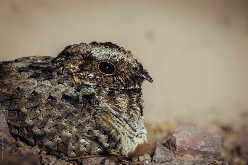 Common Poorwill from 23240 B.C.S., México on July 25, 2023 at 09:51 PM ...