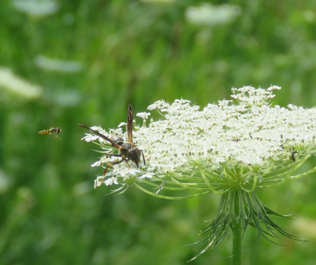 Eastern Calligrapher from 431 E Rd, Milton, VT 05468, USA on July 26 ...