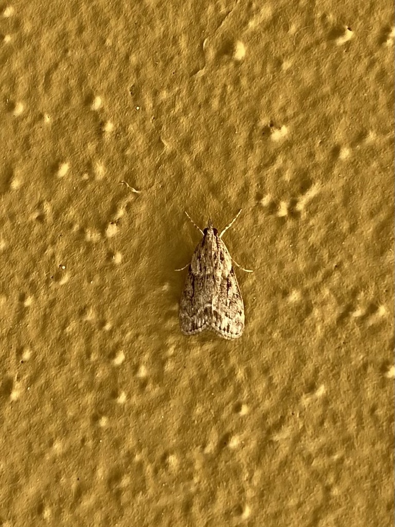 Moss-eating Crambid Snout Moths from Sanborn Rd, Saratoga, CA, US on ...