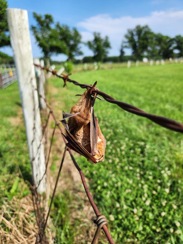 Eastern Red Bat from Chesterfield Township, NJ, USA on July 05, 2023 at ...