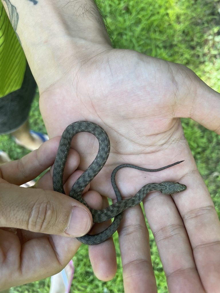 Tessellated Water Snake from Via Nazionale, Novate Mezzola, Lombardia ...