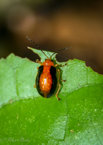 Oides polita · iNaturalist Australia