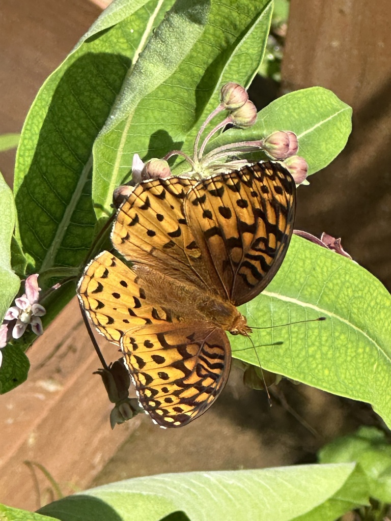 Great Spangled Fritillary from N Shore Dr, Pocono Lake, PA, US on July ...