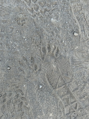 Raccoon Tracks – NatureTracking