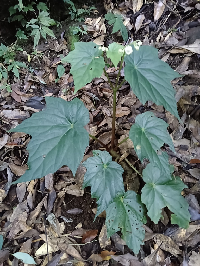 Formosana begonia from 台灣台北 on July 5, 2023 at 07:47 AM by 山羌 · iNaturalist