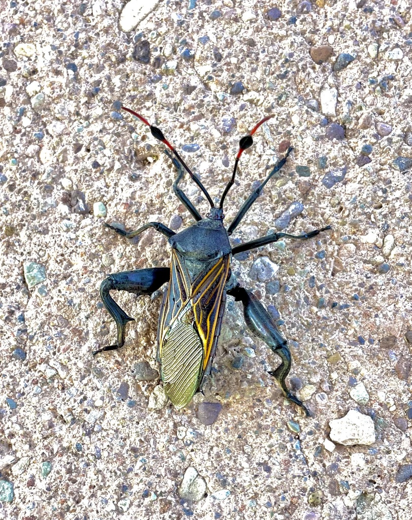 Giant Mesquite Bug from Brewster County, TX, USA on July 25, 2023 at 04 ...