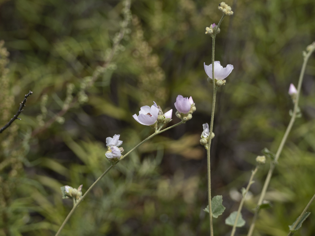 chaparral bush-mallow from North City, San Diego, CA, USA on July 25 ...