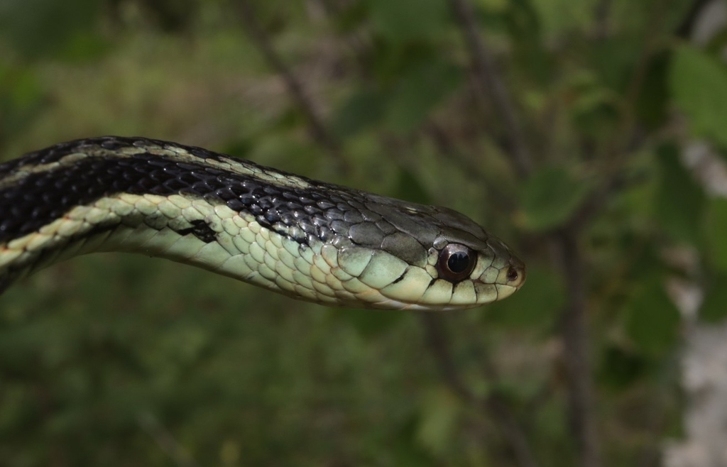 Common Garter Snake from Cumming Township, MI, USA on July 24, 2023 at ...