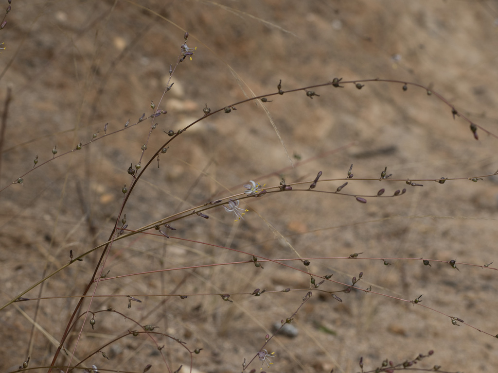 small-flowered soaproot from Carmel Valley, San Diego, CA, USA on July ...