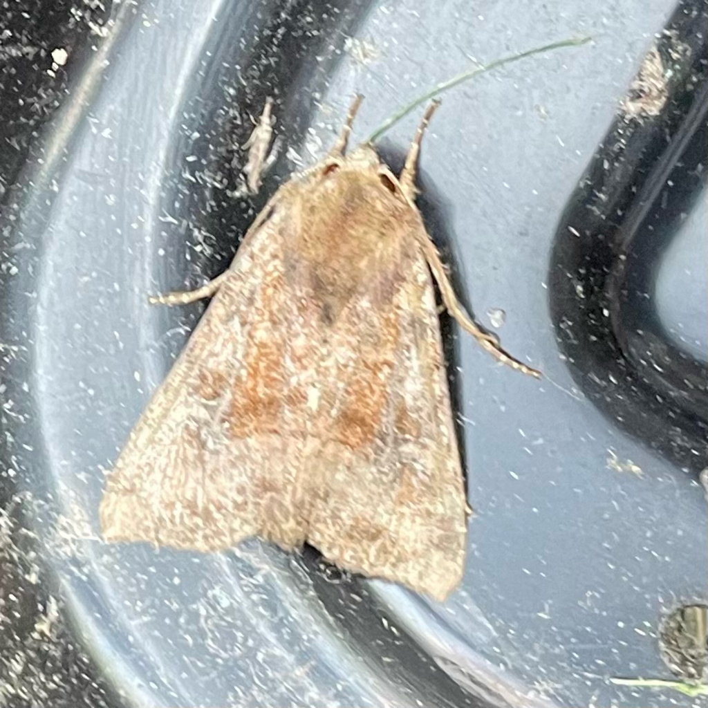 Veiled Ear Moth from Peterborough on July 23, 2023 at 09:38 AM by ...