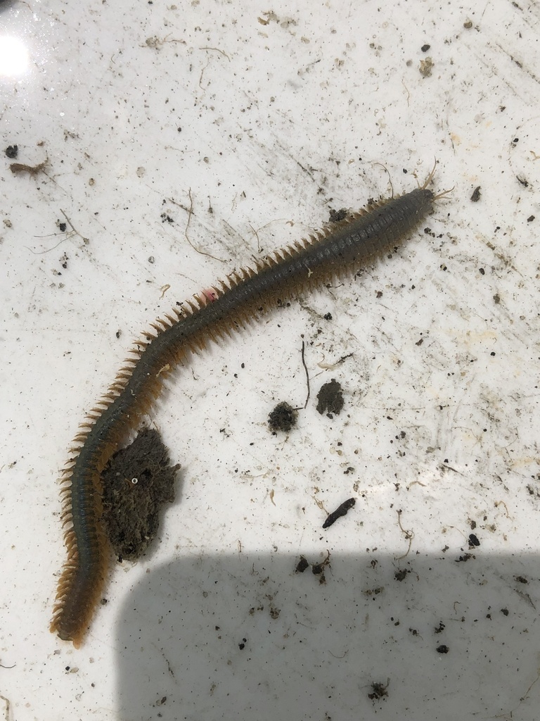 Clam Worm from Goose Pond Trail, Wellfleet, MA, US on July 26, 2023 at ...