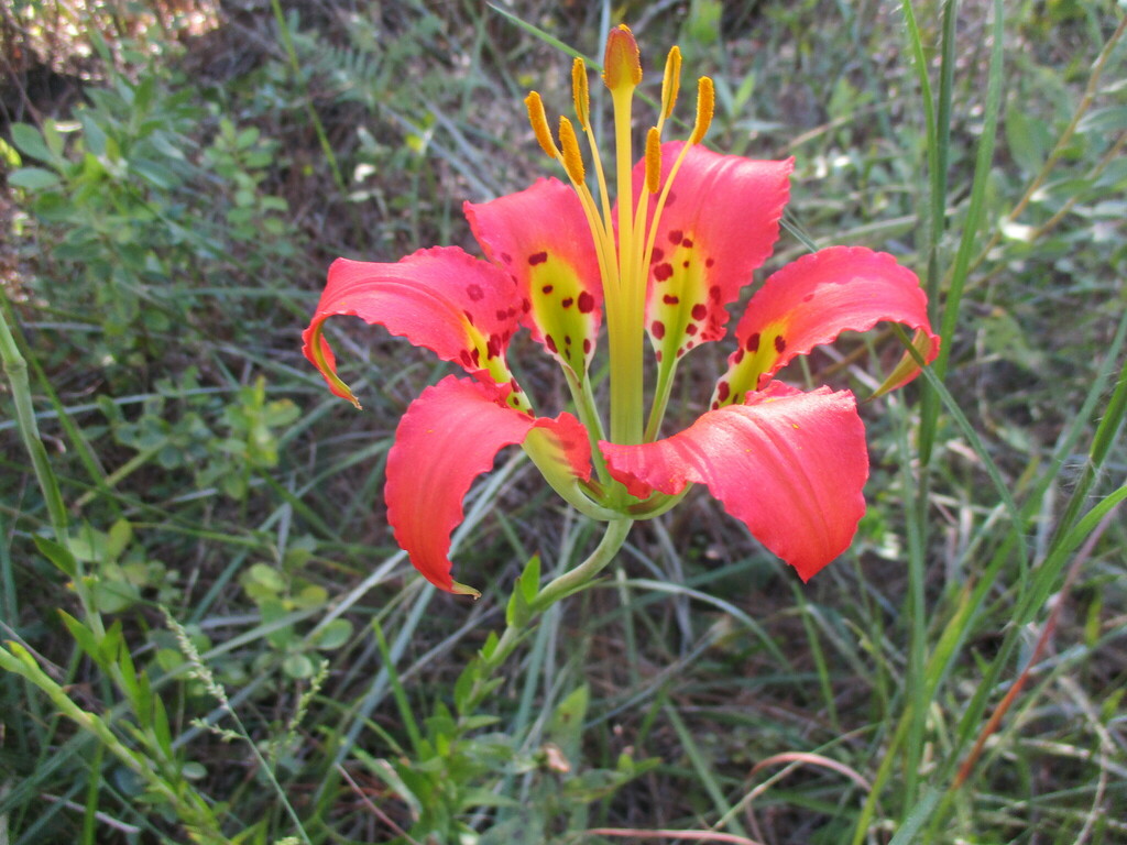 Pine lily in September 2021 by LW Ridge · iNaturalist