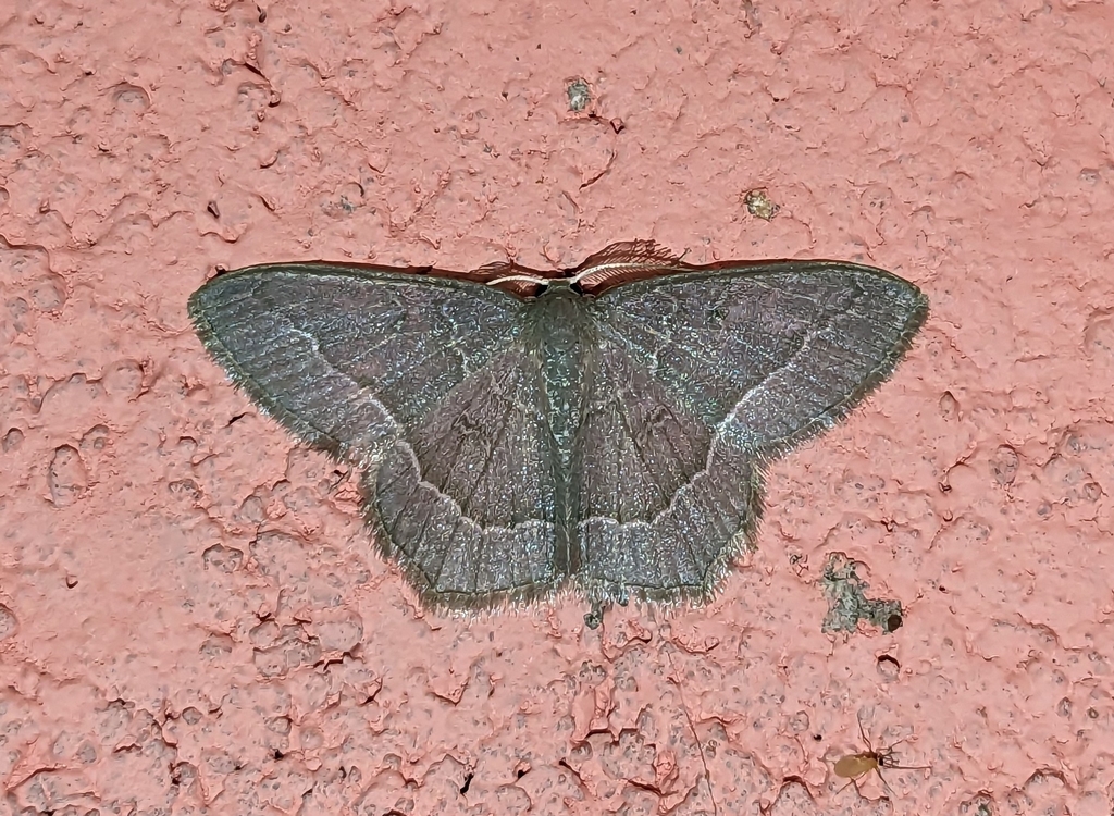 Emerald Moths from 790103 on July 26, 2023 at 10:17 PM by Subhasish ...