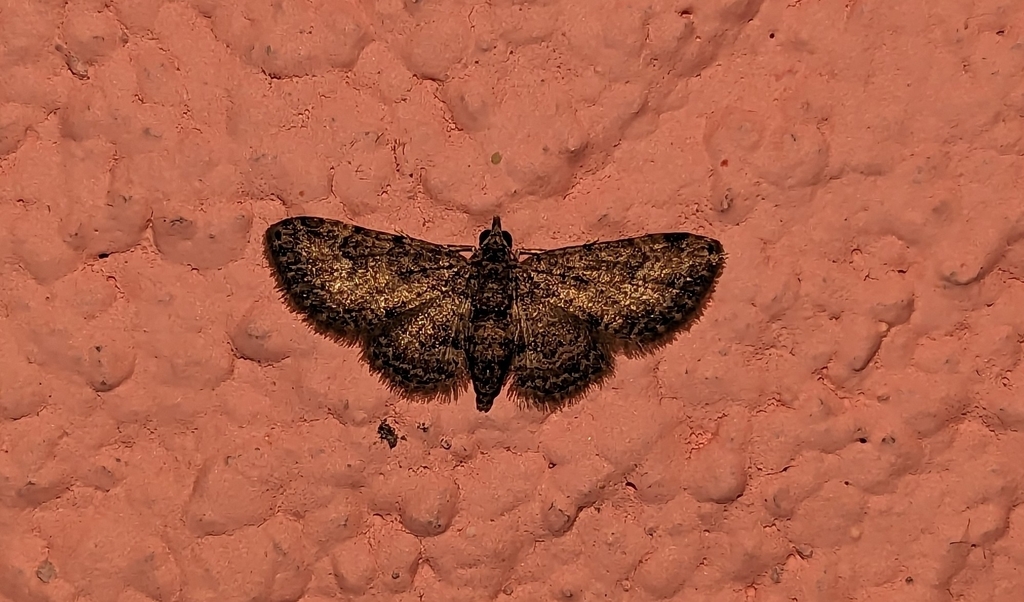 Pug Moths & Allies from 790103 on July 26, 2023 at 10:17 PM by ...