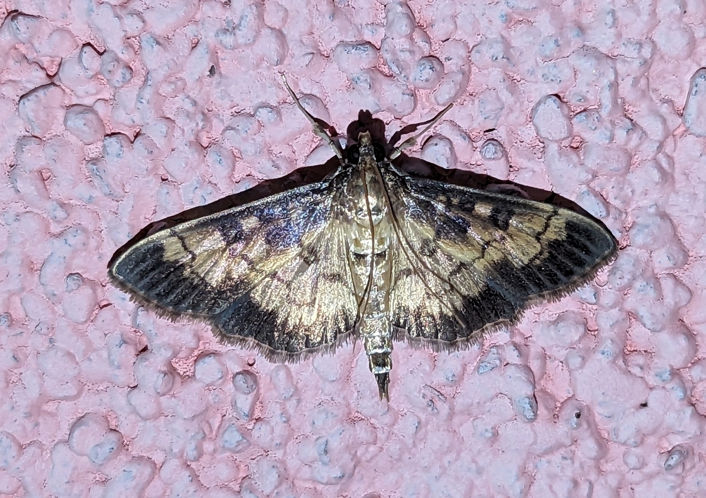 Pearl Moths from 790103 on July 26, 2023 at 10:16 PM by Subhasish ...