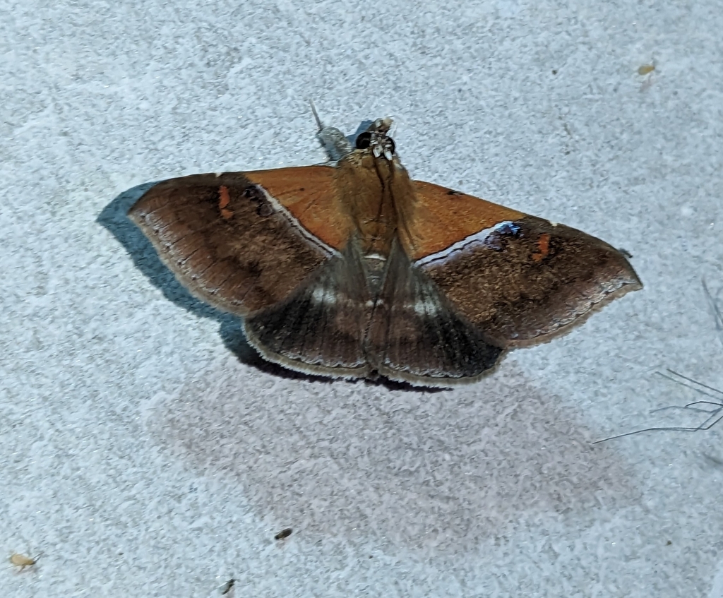 Sympis rufibasis from 790103 on July 26, 2023 at 10:13 PM by Subhasish ...