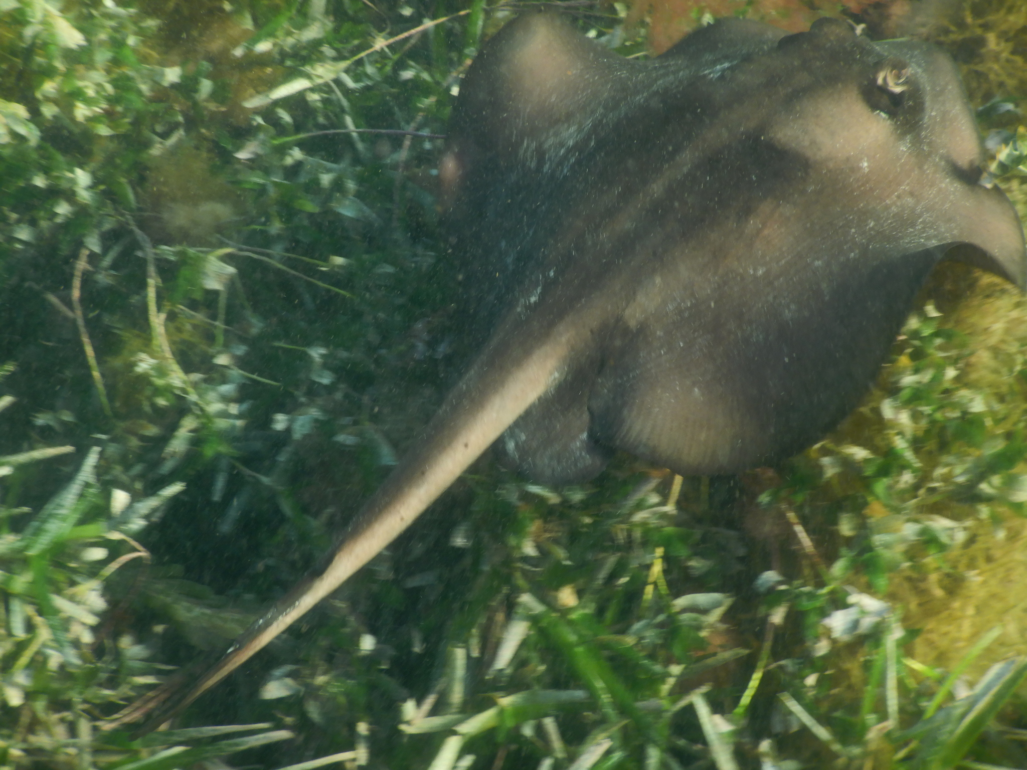 Trygonoptera ovalis Last & Gomon, 1987