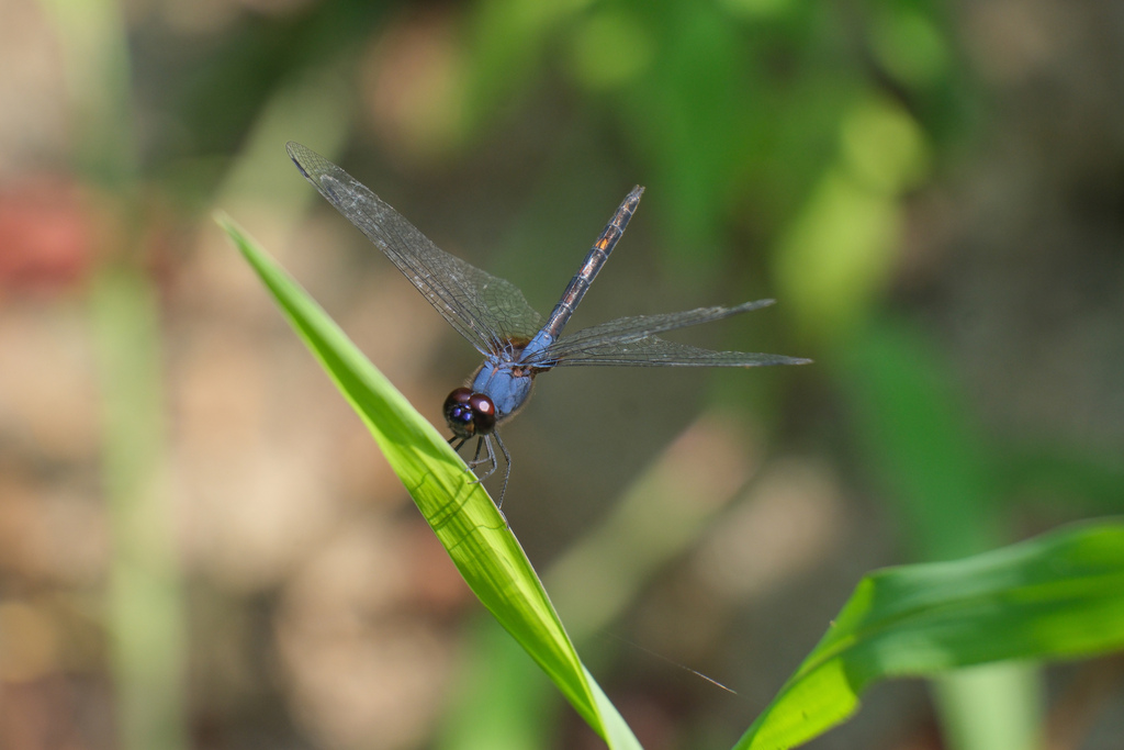 Indigo Dropwing from Tuen Mun-Leung King on July 26, 2023 at 10:18 AM ...