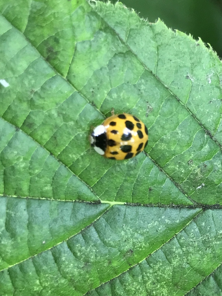 Asian Lady Beetle in July 2023 by sugarsnapdragon · iNaturalist