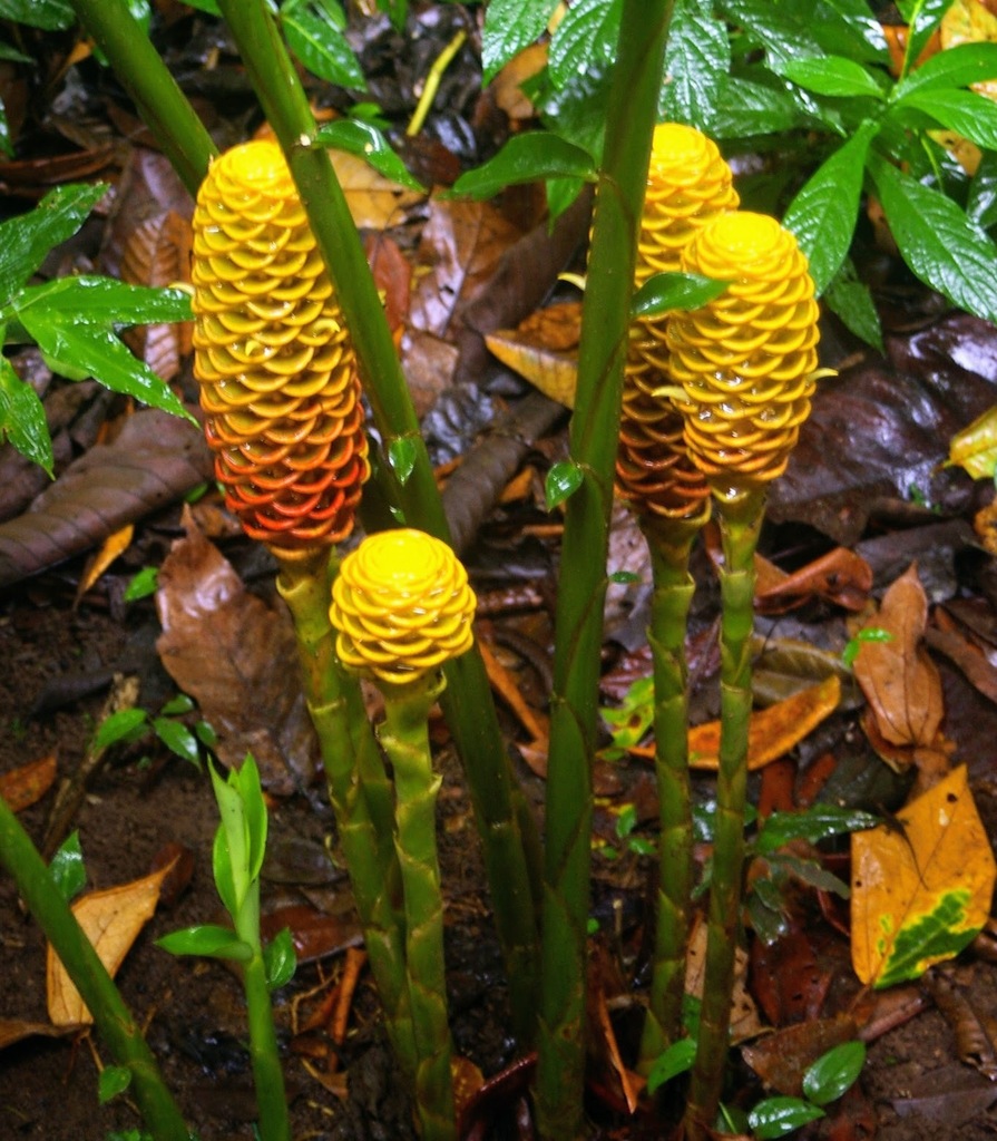 beehive ginger from Chilamate, Heredia, Sarapiquí, Costa Rica on July ...
