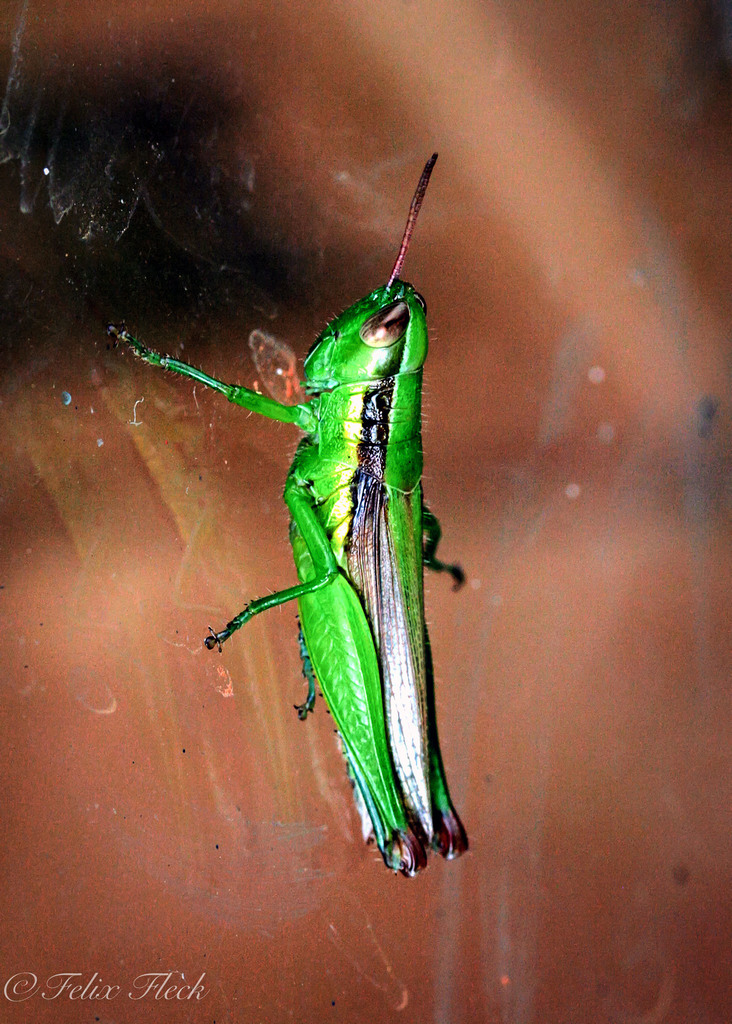 Japanese Rice Grasshopper from Butchers Creek QLD 4885, Australia on ...