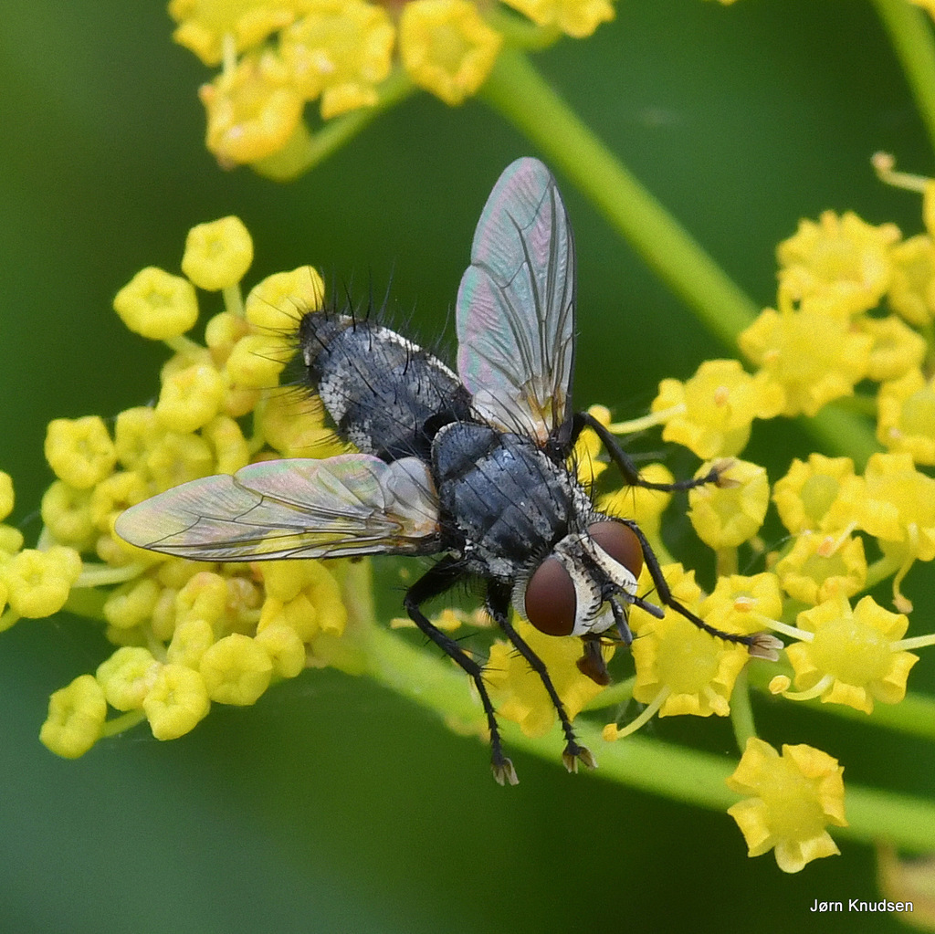 Exorista rustica from 5800 Nyborg, Danmark on July 26, 2023 at 03:56 PM ...