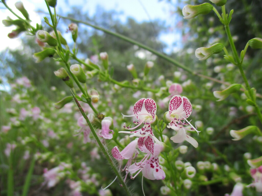 blushing scrub balm from Polk County, FL, USA on September 25, 2021 at ...
