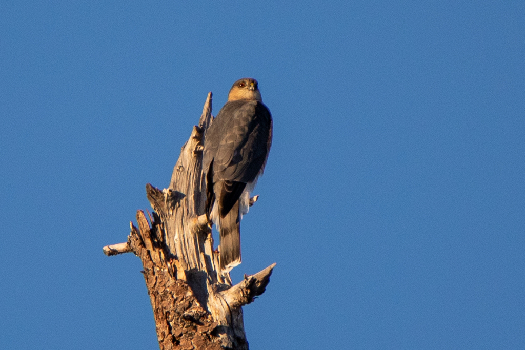 Sharp-shinned Hawk from Central Okanagan, BC, Canada on January 19 ...