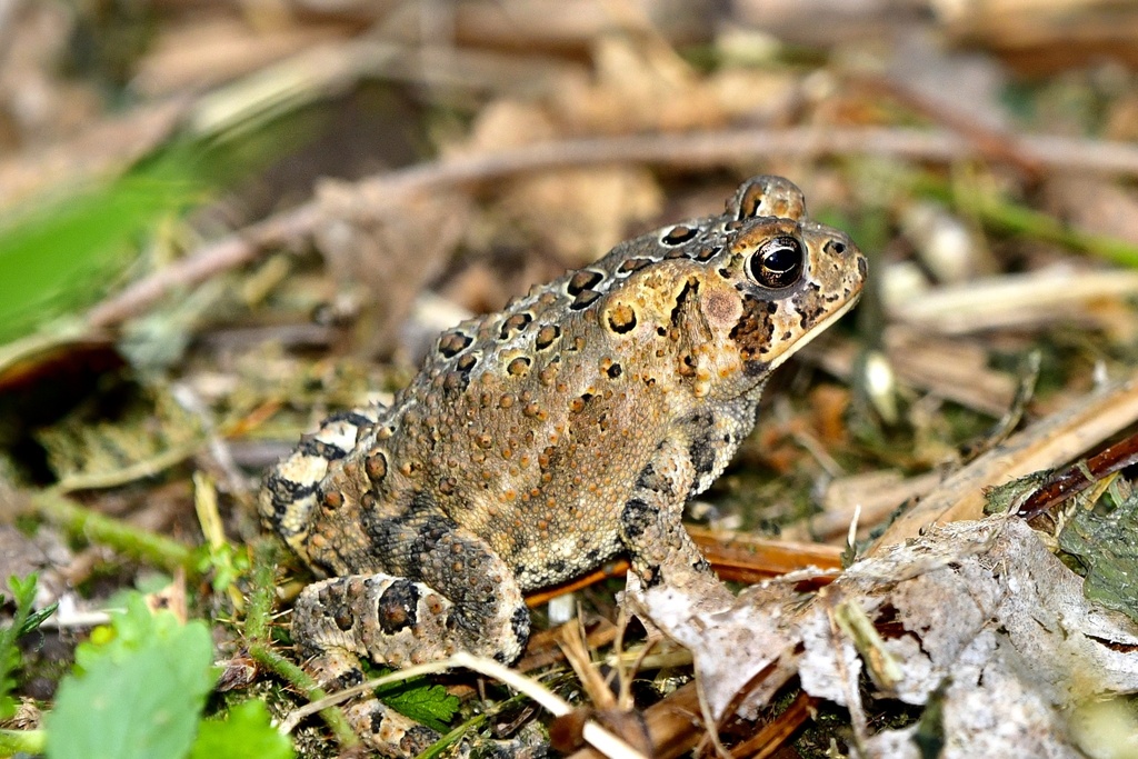American Toad from Morgan Arboretum, Ste-Anne-de-Bellevue, QC, CA on ...