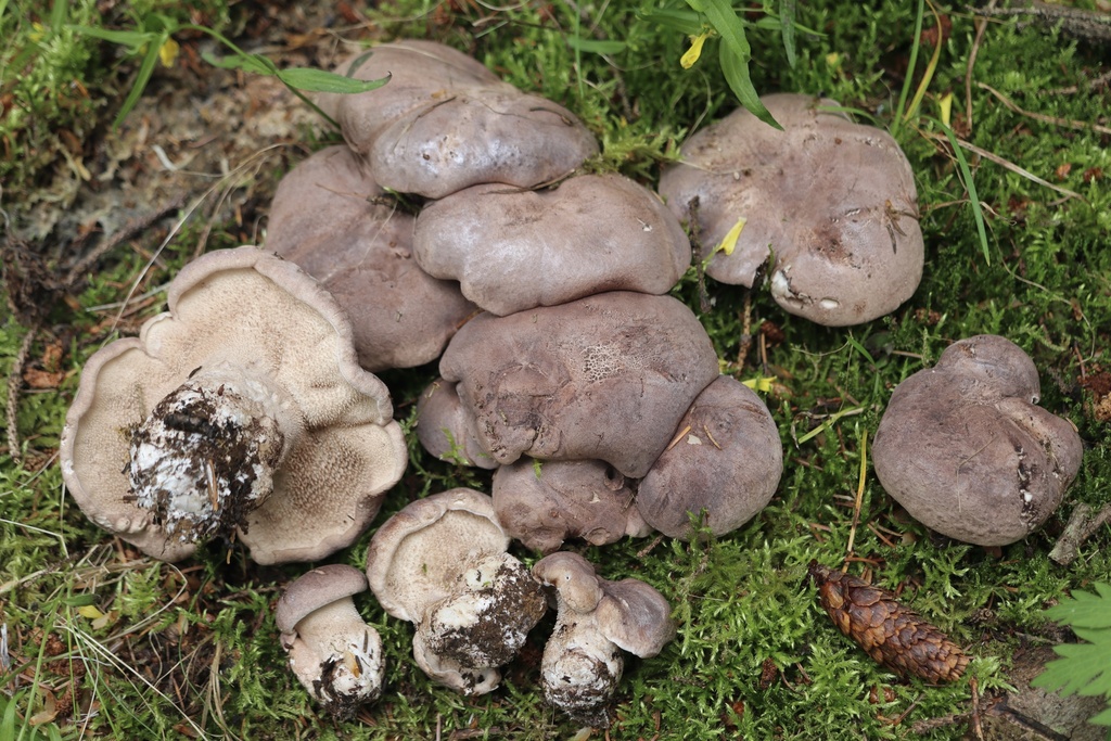 Sarcodon leucopus in July 2023 by Taye Bright. Incredibly dense ...