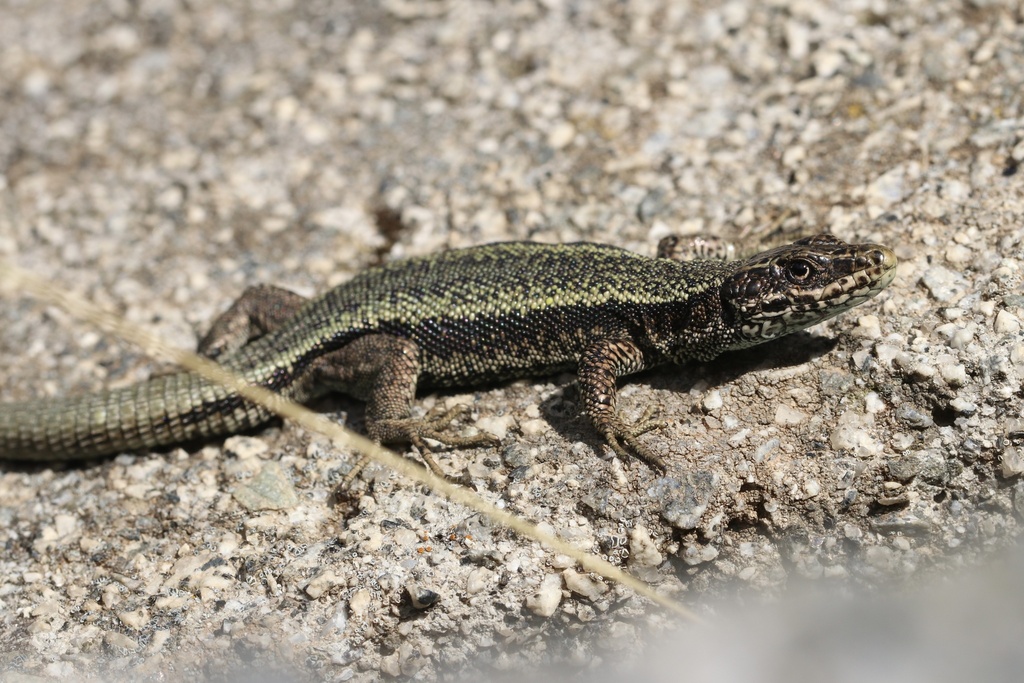 Pyrenean Rock Lizard from Bourdasse, Aragnouet, Occitanie, FR on July ...