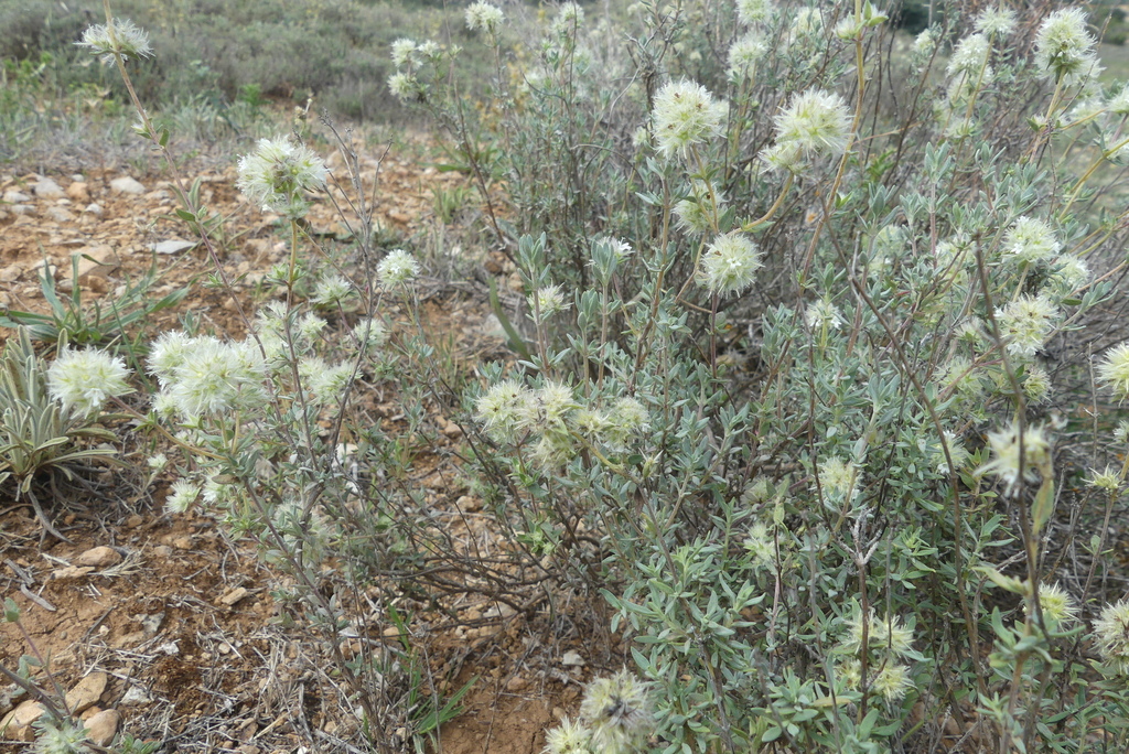 Spanish Wood Marjoram from Albacete, España on June 18, 2023 at 12:15 ...