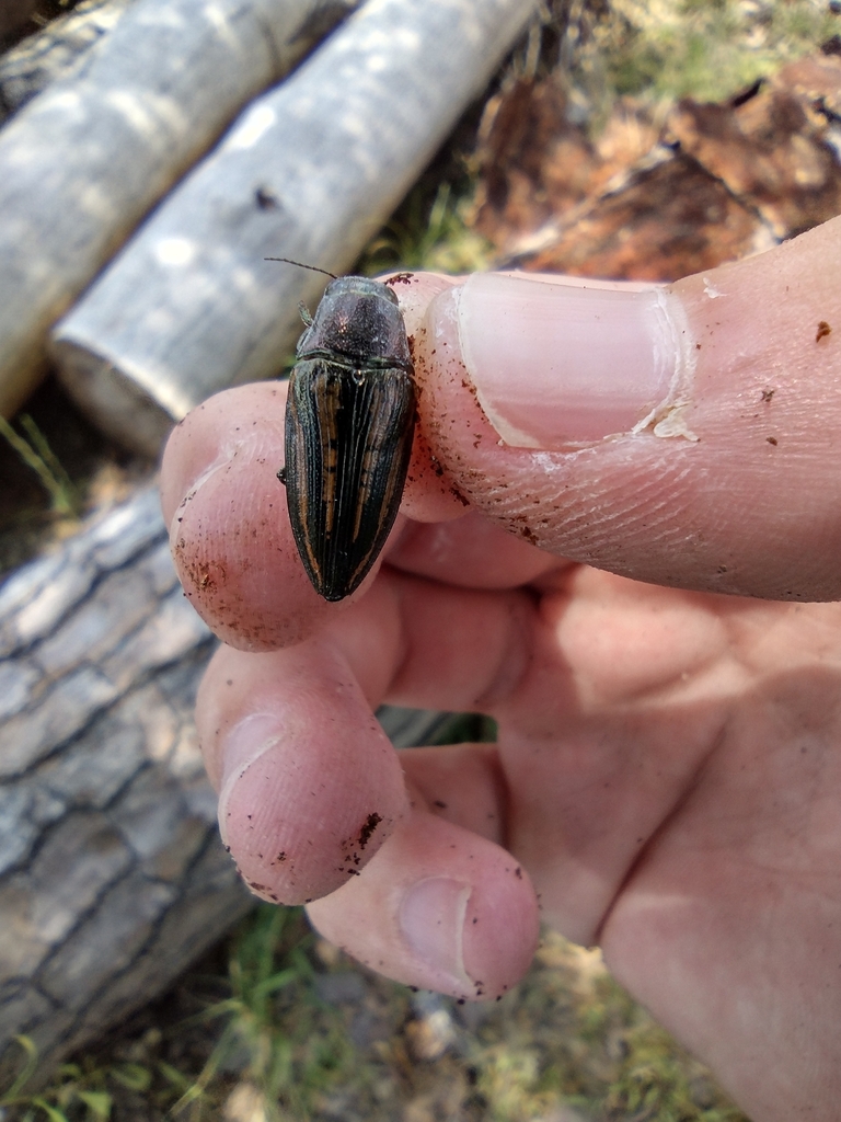Lined Buprestid Beetle from Baton Rouge, Luisiana 70818, EE. UU. on ...