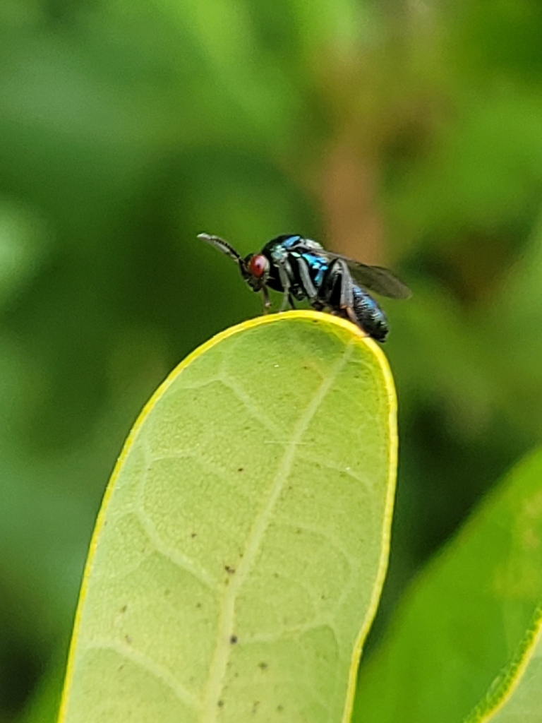 Ormyrus from Suffolk, England, GB on July 26, 2023 at 05:39 PM by John ...