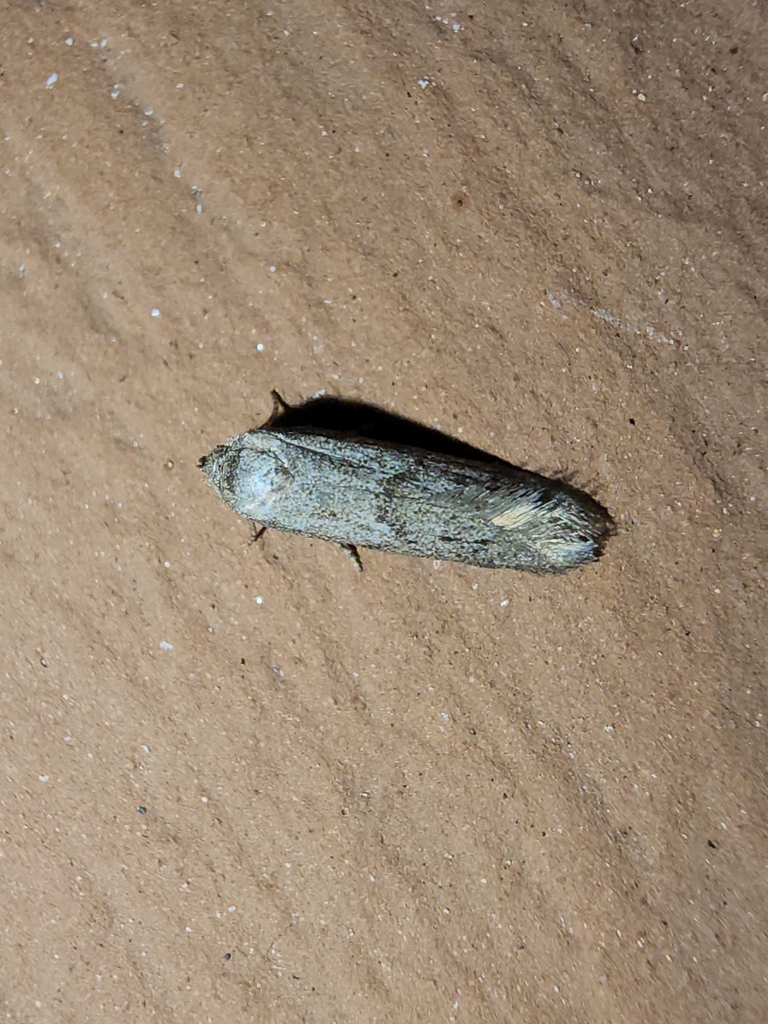 Acorn Moth from Blythewood, SC, USA on July 26, 2023 at 12:24 AM by ...