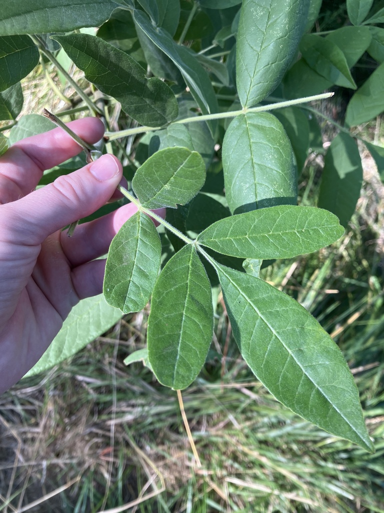 Oregon Ash from Sunset Park And Natural Area, Corvallis, OR, US on July ...