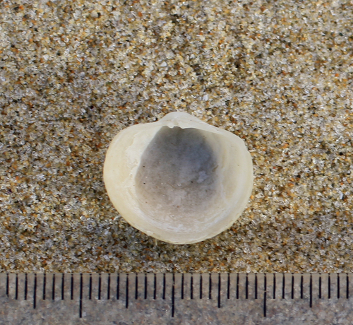 Diplodonta striatula · iNaturalist