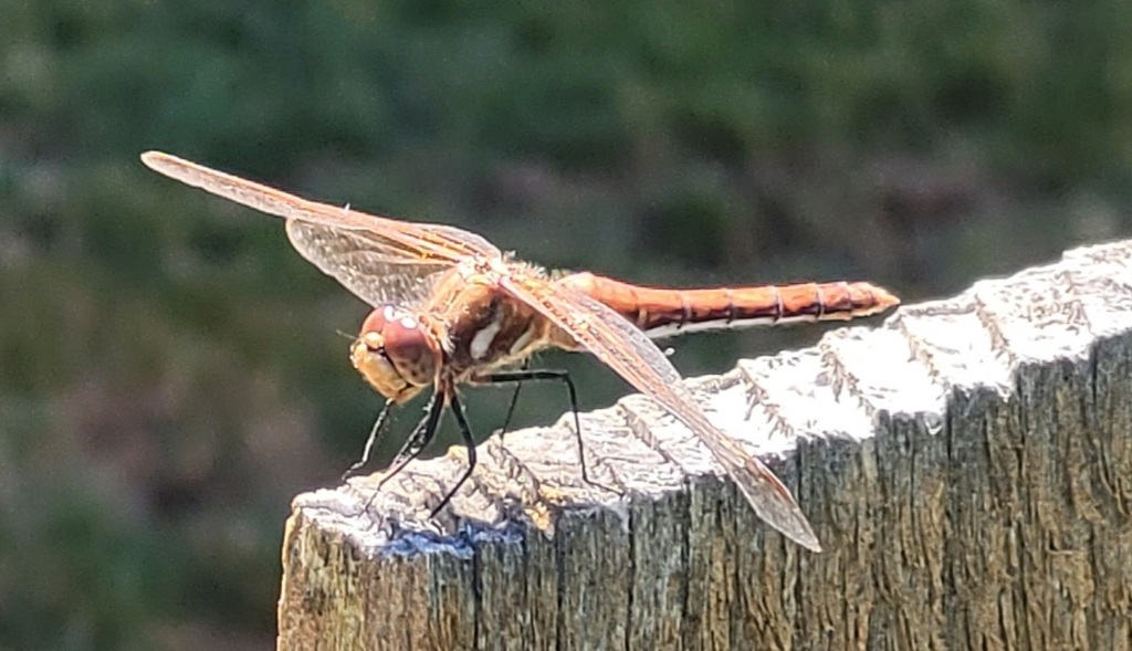 Red-veined Meadowhawk from Northwest Eugene, Lane County, OR, USA on ...